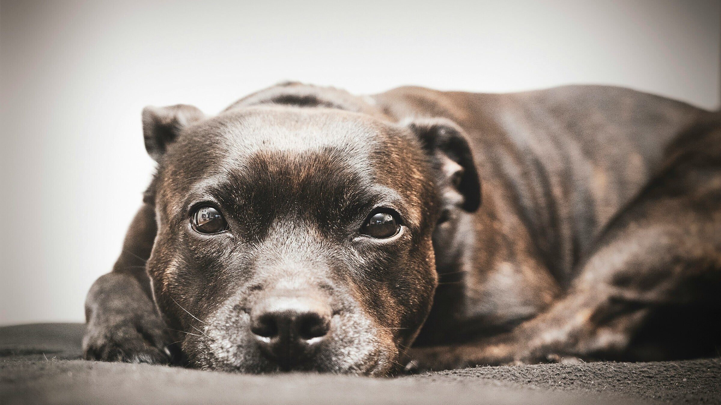 Staffordshire Bull Terrier (Staffies): The Original "Nanny" Dog – The ...