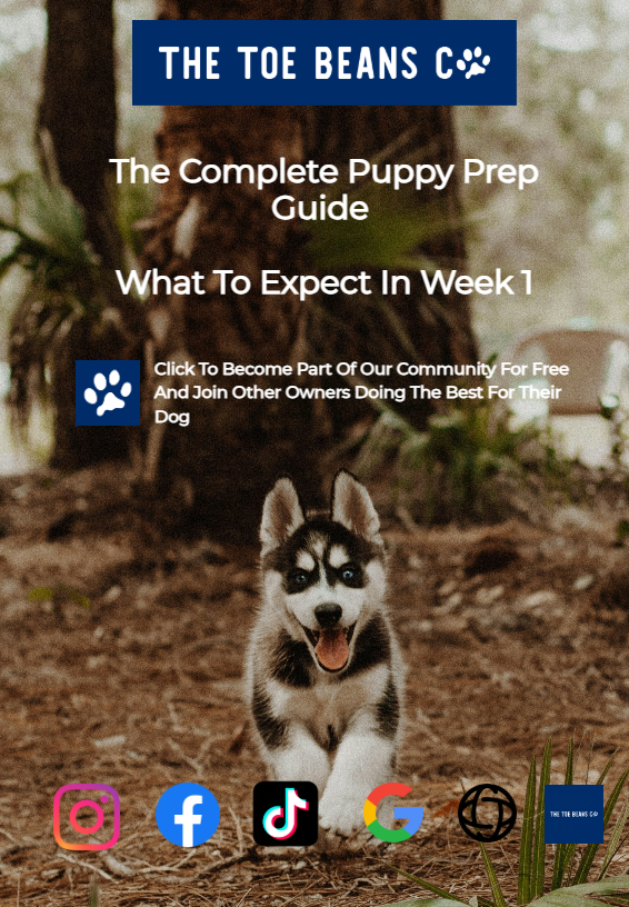 20. The Perfect Puppy Daily Routine (That You Can Actually Stick To ...
