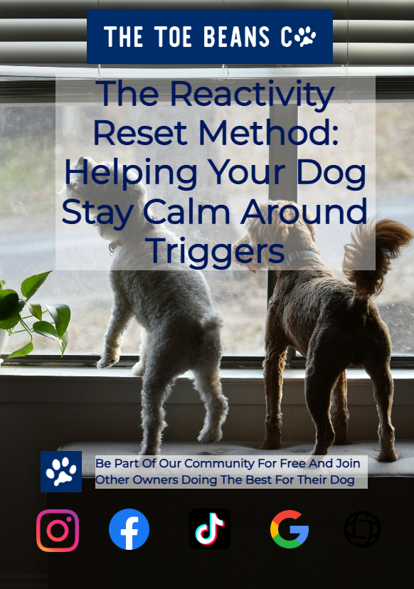 Dog Reactivity: How To Help Your Dog Stay Calm Around Triggers – The ...
